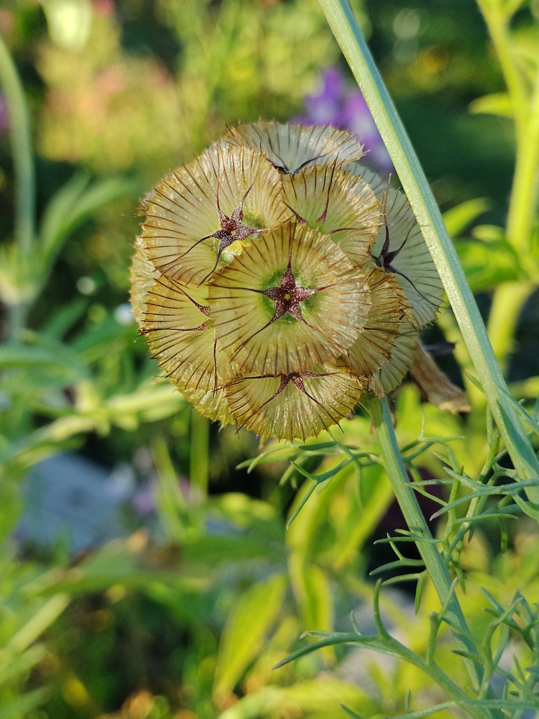 Scabiosa Stellata - Comprar en Junto a las Rosas