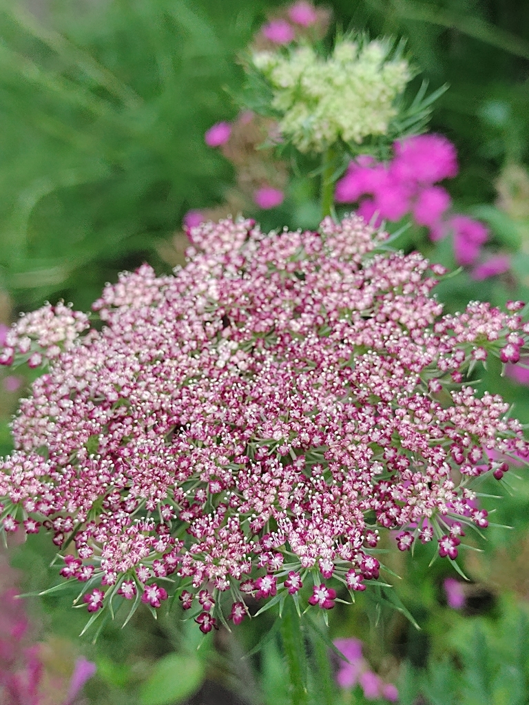 Daucus carota mix (Purple Kisses + Queen Anne´s Lace)