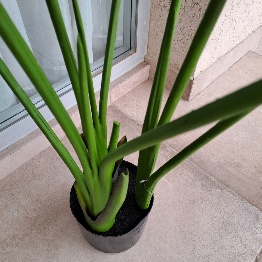 Planta Banano 120cm - Comprar en kazaru