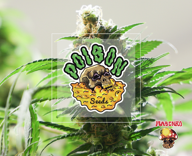 MASENKO AUTO X3 - Poison seeds - FEMINIZED SEEDS