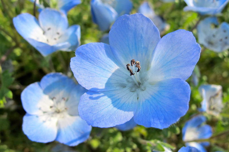 Comprar Sementes de Baby Blue Eyes Nemophila
