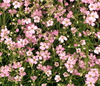 Comprar Sementes de Mosquitinho Sortido