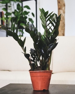 zamioculca planta interior | biotienda plantas