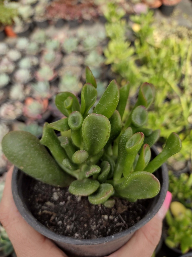 crassula ovata gollum - pote 11 - Suculindas da Ioiô