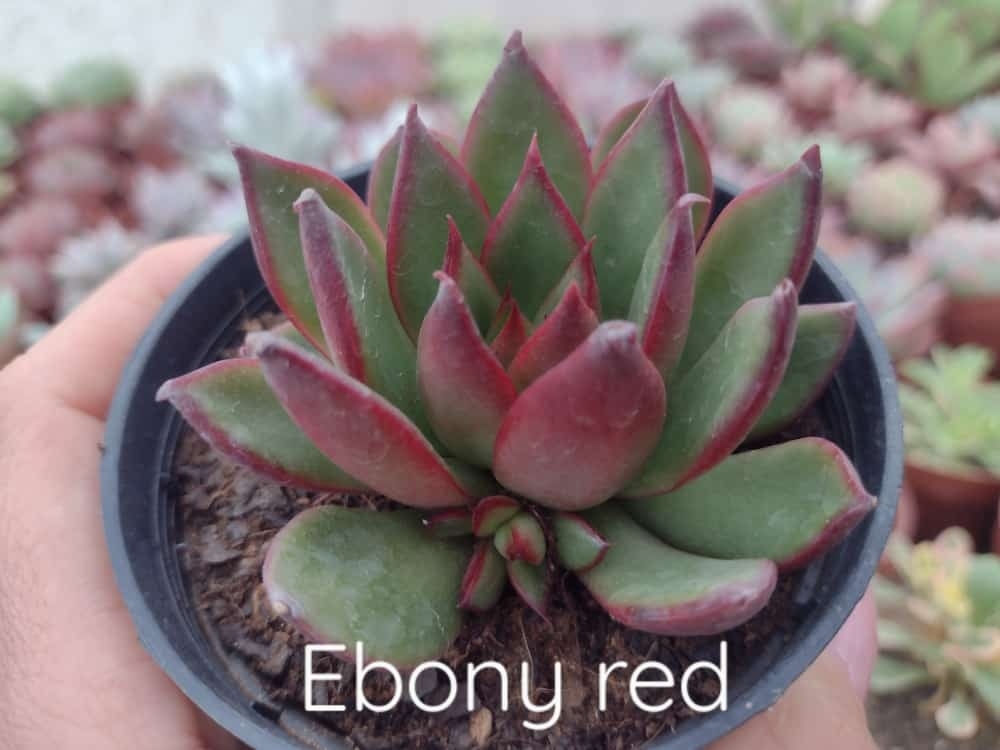 Ebony Red - pote 09 - Comprar em Suculindas da Ioiô