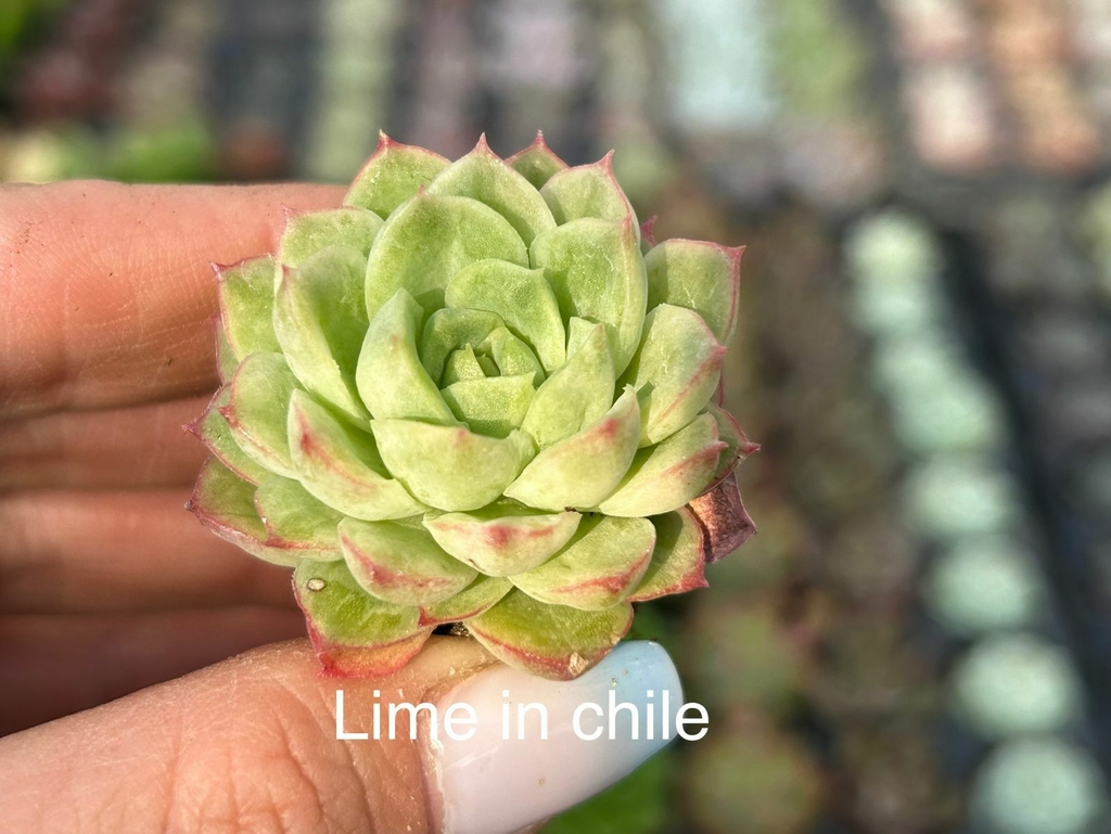 Plug Lime in Chile - Comprar em Suculindas da Ioiô