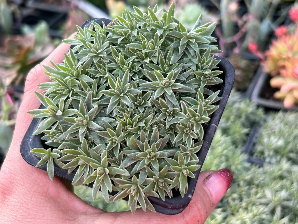 SEDUM LINEARE VARIEGATA - Suculindas da Ioiô