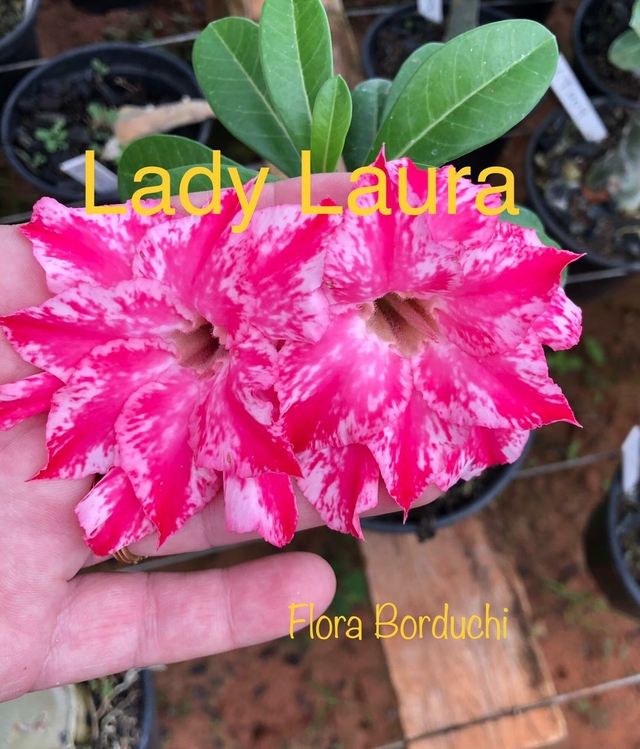 ROSA DO DESERTO LADY LAURA, flor dobrada em tons rosa e mesclada de branco.