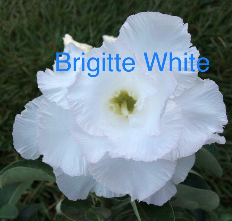 FLOR DO DESERTO BRIGITTE WHITE, flor tripla branca.
