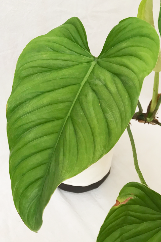 Philodendron Ornatum
