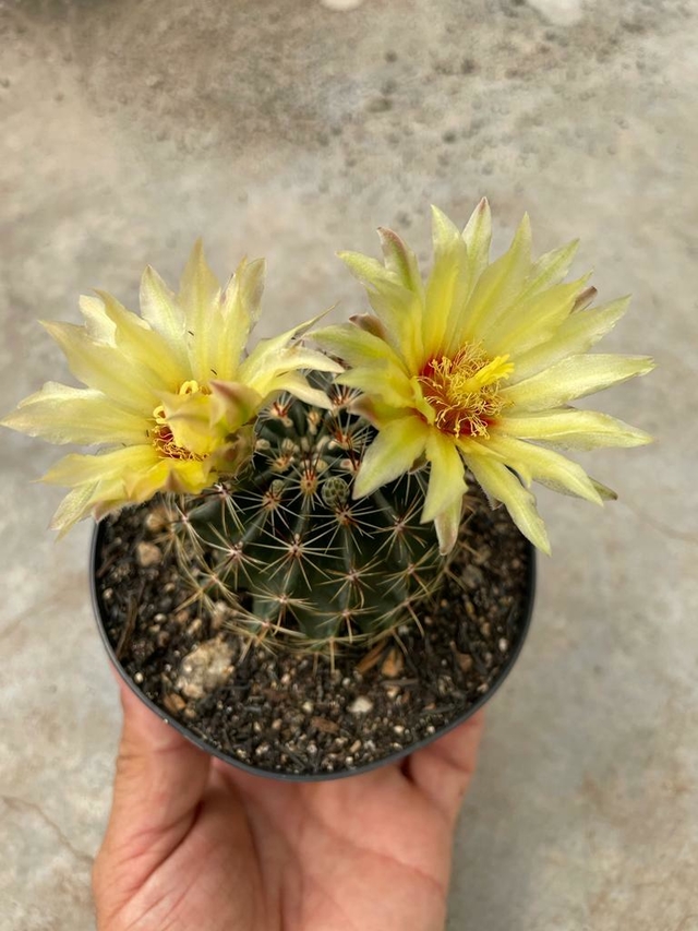 Thelocactus setispinus - pote 11 - Vando e Fabi