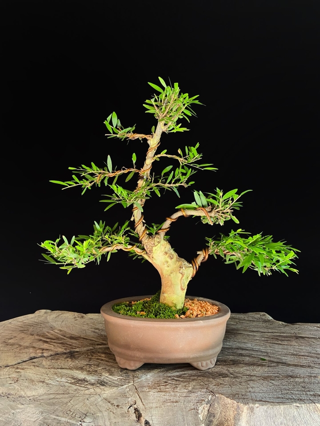 Cambui - Comprar em Dr Bonsai