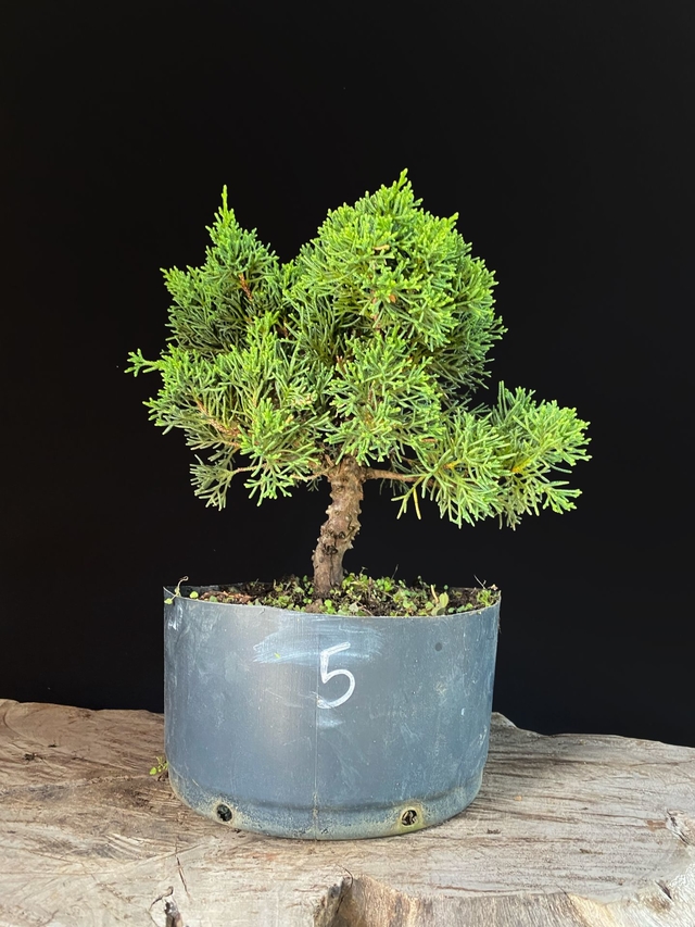 Pré bonsai