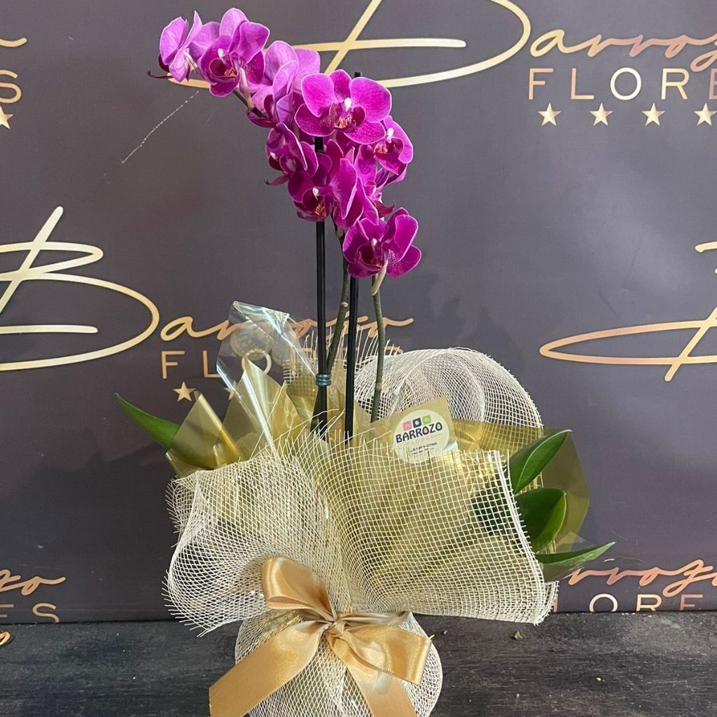 Mini Orquídea Embalada