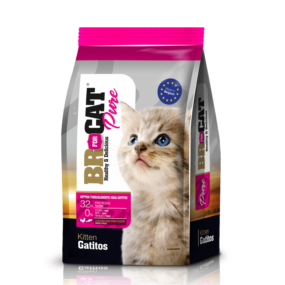 Br for cat pure gatitos (Cachorros)
