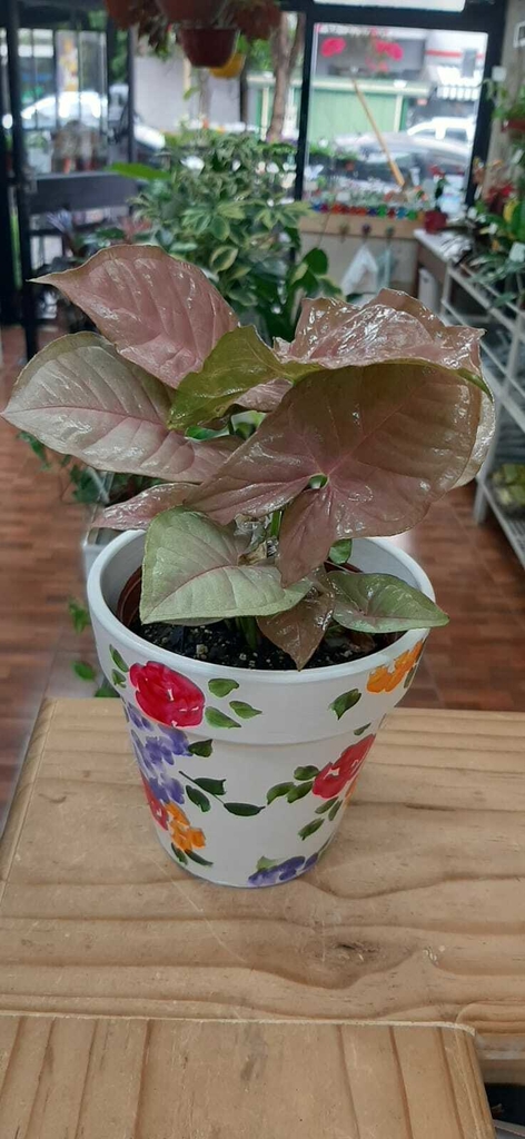 SYNGONIUM ROSADO O SINGONIO ROSA - Vivero del Paraiso