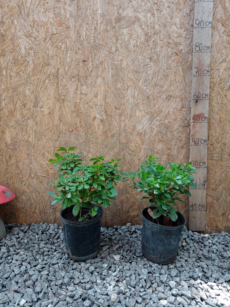 AZARERO - Comprar en Vivero Green Love — shop online