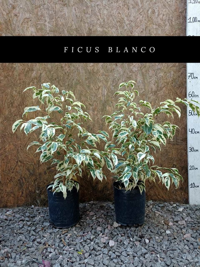 FICUS BLANCO - Vivero Green Love — shop online