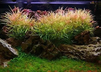 PLANTA EUSTERALIS FOLHA LARGA @EUSTERALIS BROAT LEAF