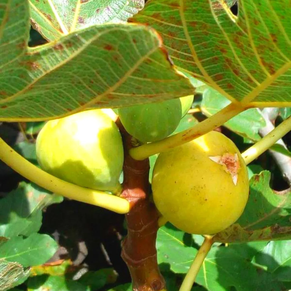 Muda Figo Branco Pingo Mel - Lima Garden Plantas