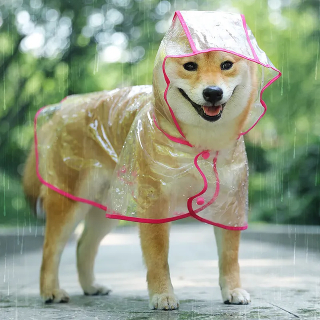 Capa de chuva Impermeável com capuz transparente para pet animais de ...