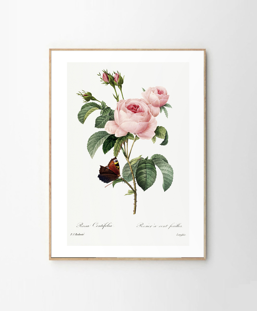 Cuadro Rosa #005 - Comprar en Marnie Arte