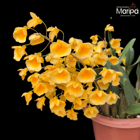 Orquidea Dendrobium Aggregatum variedade gigante- Adulta