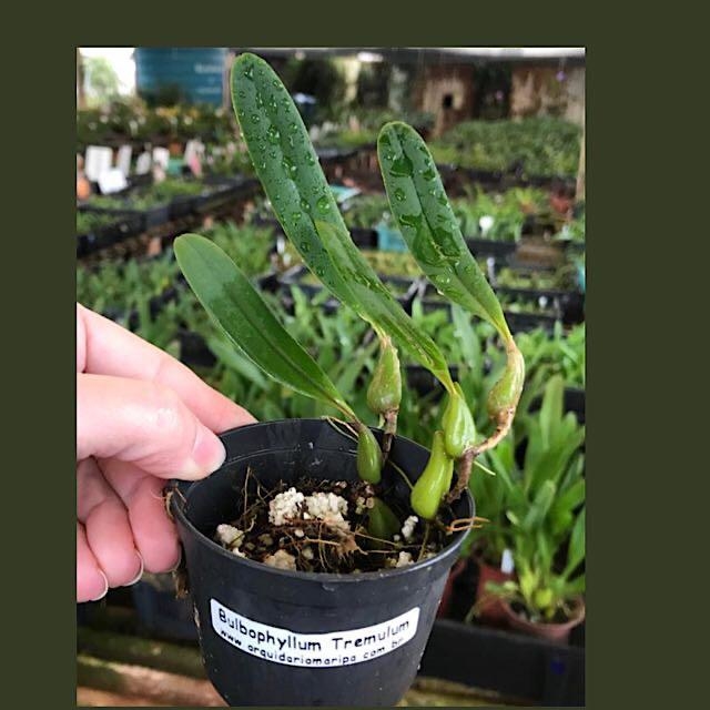 Orquídea Bulbophyllum Tremulum - Mini Orquídea (Adulta)