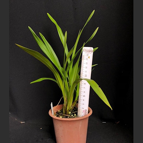 Orquídea Oncidium Sweet Sugar Lemon Drop Tam.3