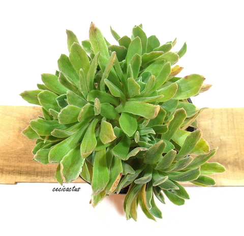 Todos los Aeonium