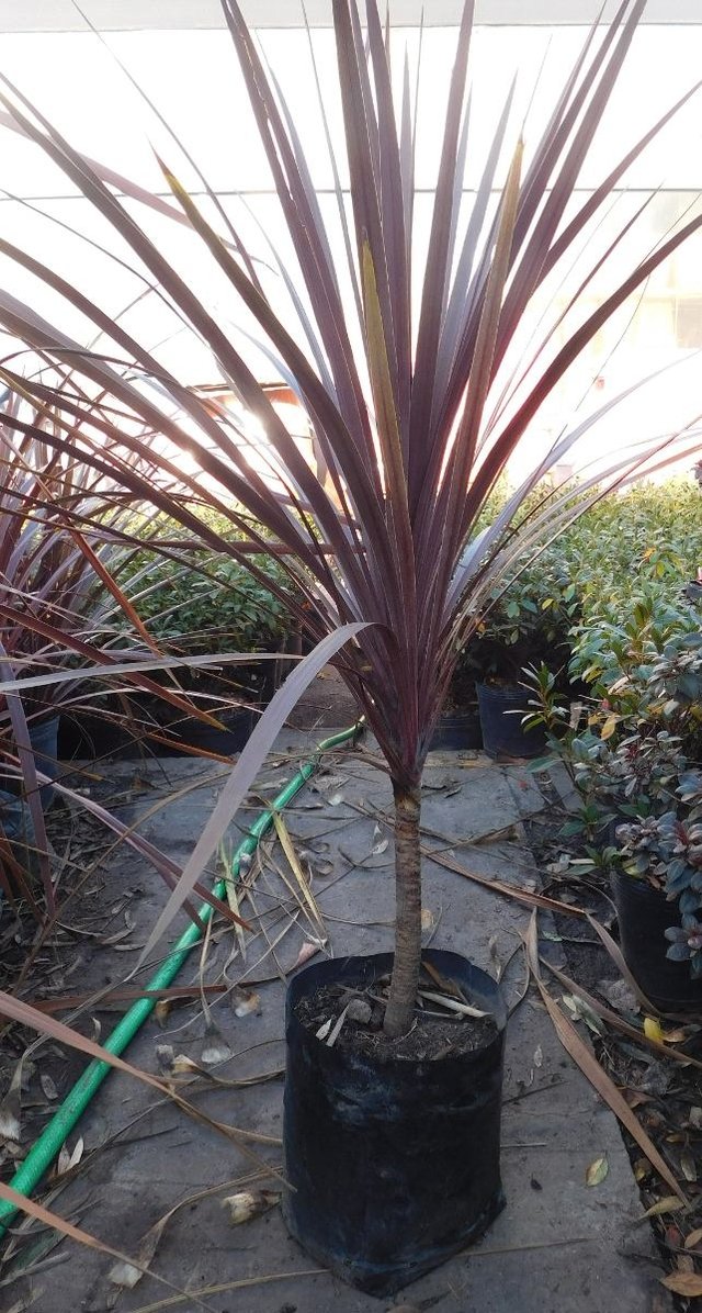 Dracena Indivisa Planta Exterior - Vivero LIHUE