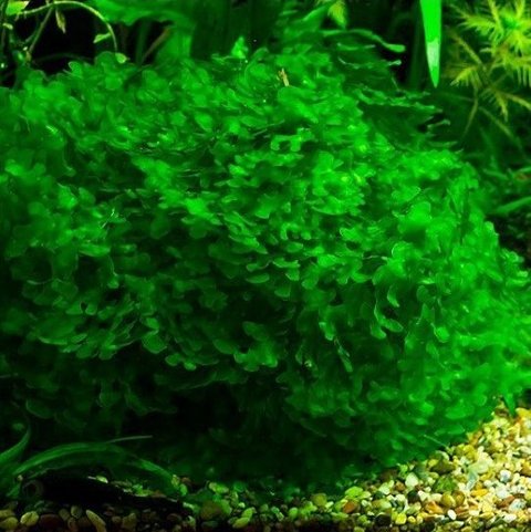 Round Pelia Moss (lomariopsis Lineata)