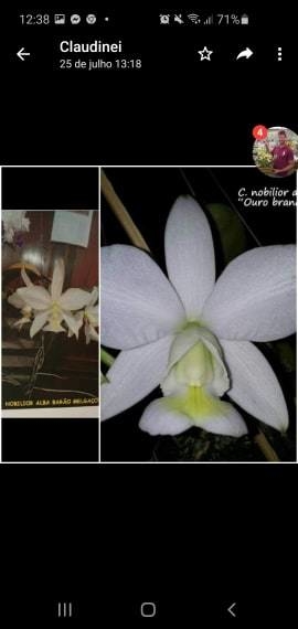 Comprar Nobilior em Orquidário Klippel