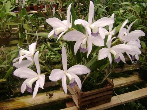 Comprar Perrini em Orquidário Klippel