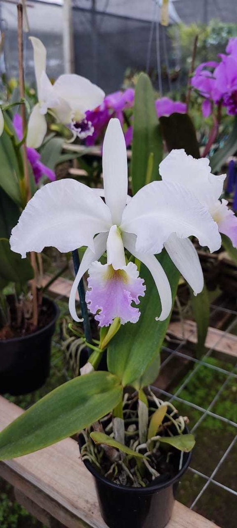 Comprar Labiata em Orquidário Klippel