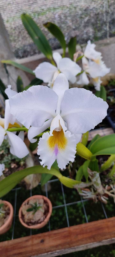 Comprar Labiata em Orquidário Klippel