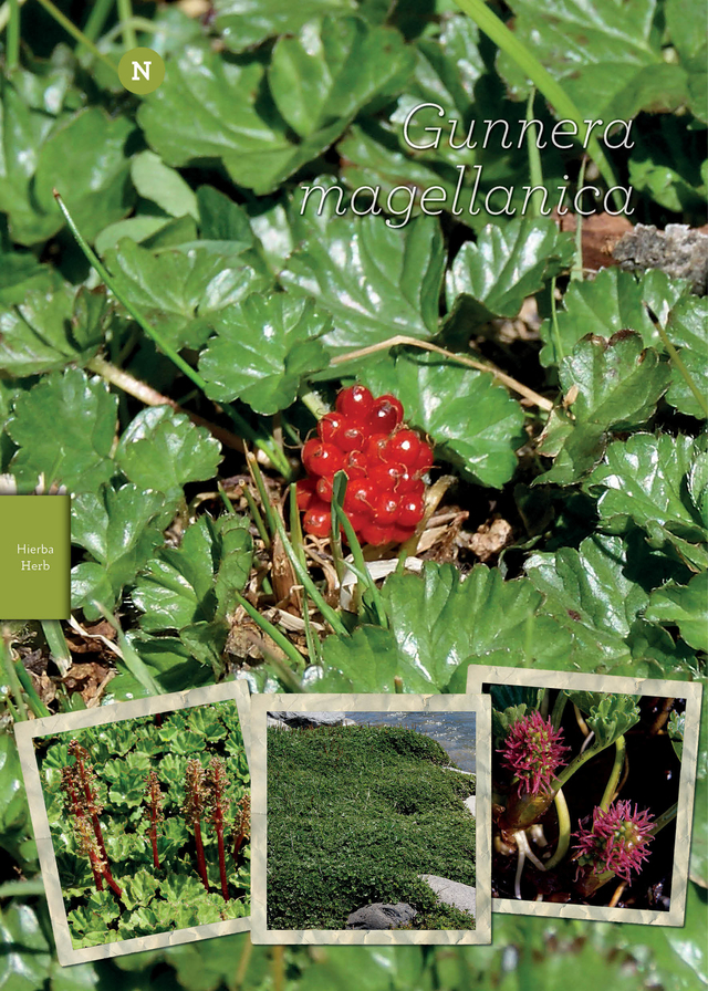 FLORA PATAGONIA - Guía para la Identificación de Plantas y sus hábitats