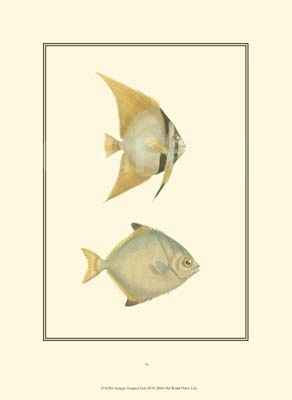 Gravura de Peixes - Antique Tropical Fish III