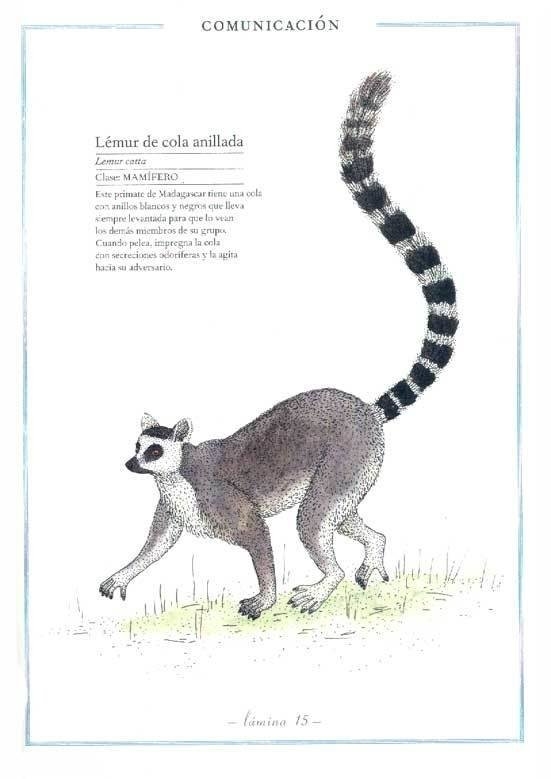 Inventario ilustrado de animales con cola