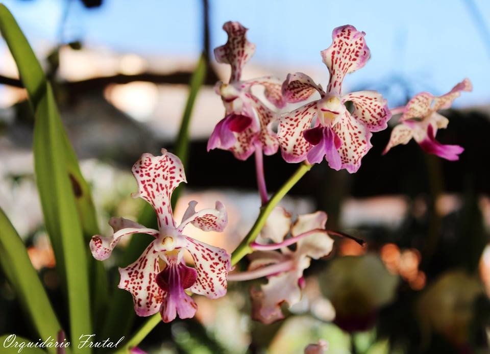 Vanda Tricolor Adulta ( Já floriu )