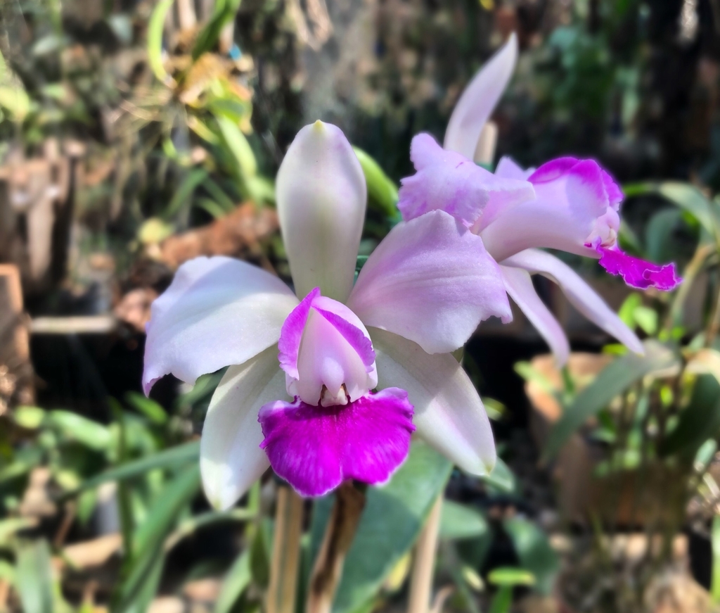 Cattleya Intermedia Tipo Adulta - Orquidário Frutal