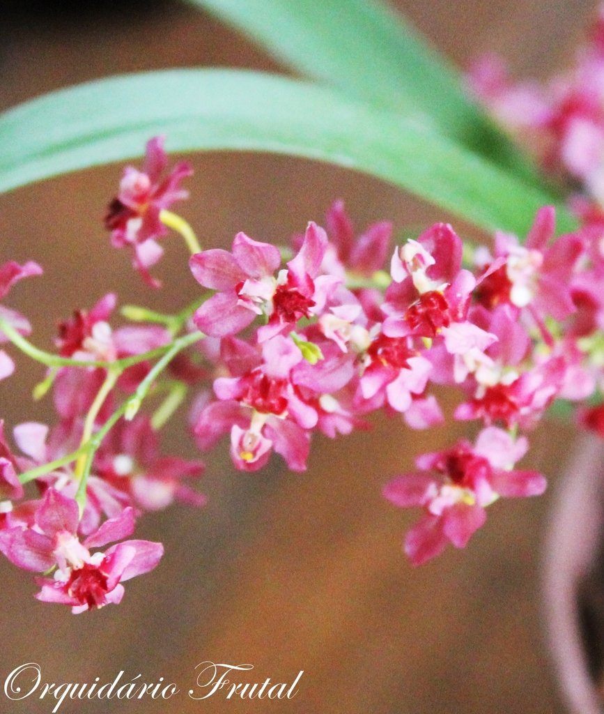 Oncidium Twinkle Adulto - Comprar em Orquidário Frutal