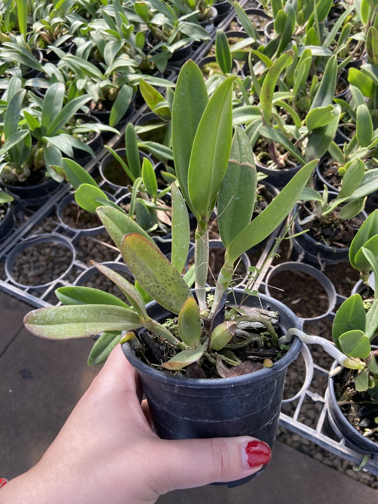 cattleya pão de açucar x blc durigan pré adulta