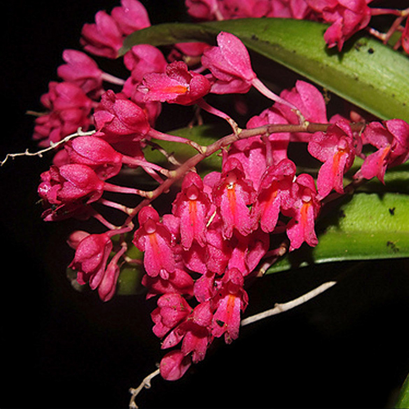 Rodriguezia Lanceolata Adulta mini orquídea