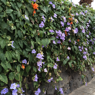 Comprar Trepadoras-y-Apoyantes en VallsGarden | Filtrado por Más Vendidos