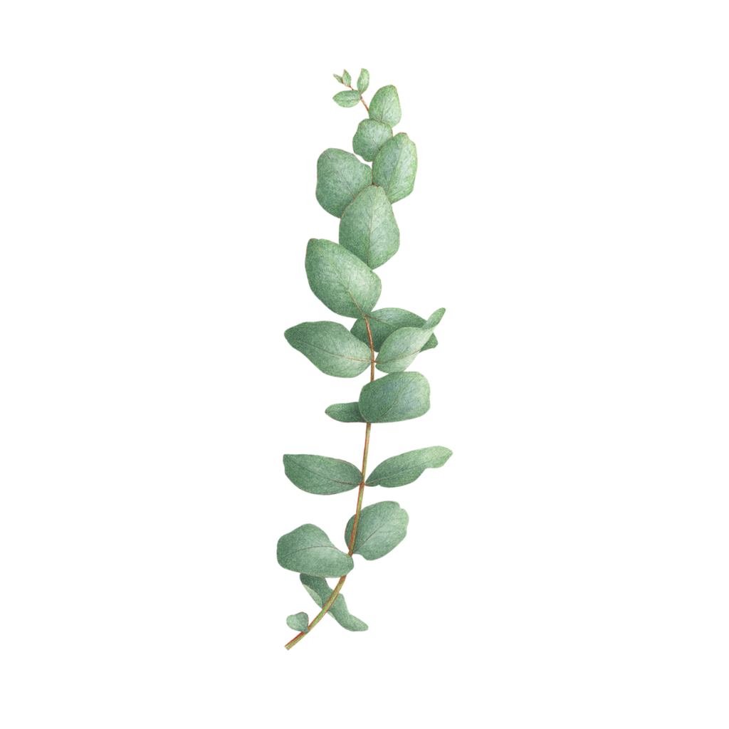 Aceite Esencial Puro y Natural de Eucalipto Mentolado