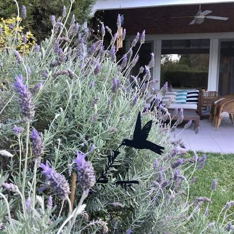 Pájaros Argentinos - Picaflor - Comprar en LUNUI