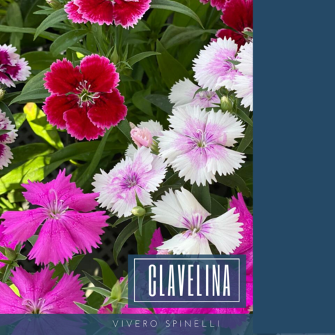 Clavelina - Comprar en VIVERO SPINELLI