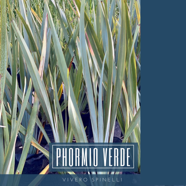 PHORMIO VERDE - Comprar en VIVERO SPINELLI