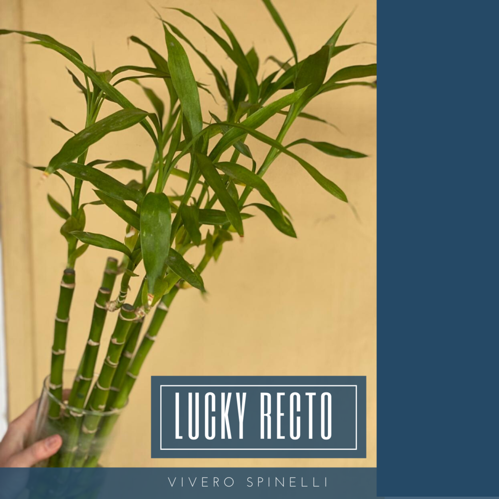 LUCKY BAMBOO RECTO - Comprar en VIVERO SPINELLI